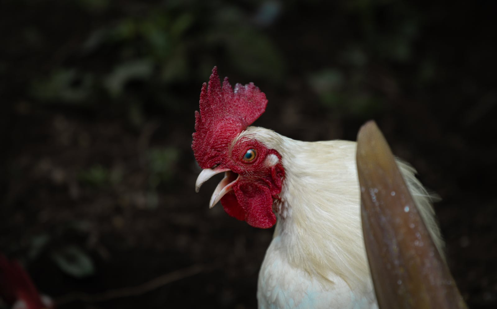 Rabobank prevé un aumento del 1% en el mercado mundial del pollo en ...